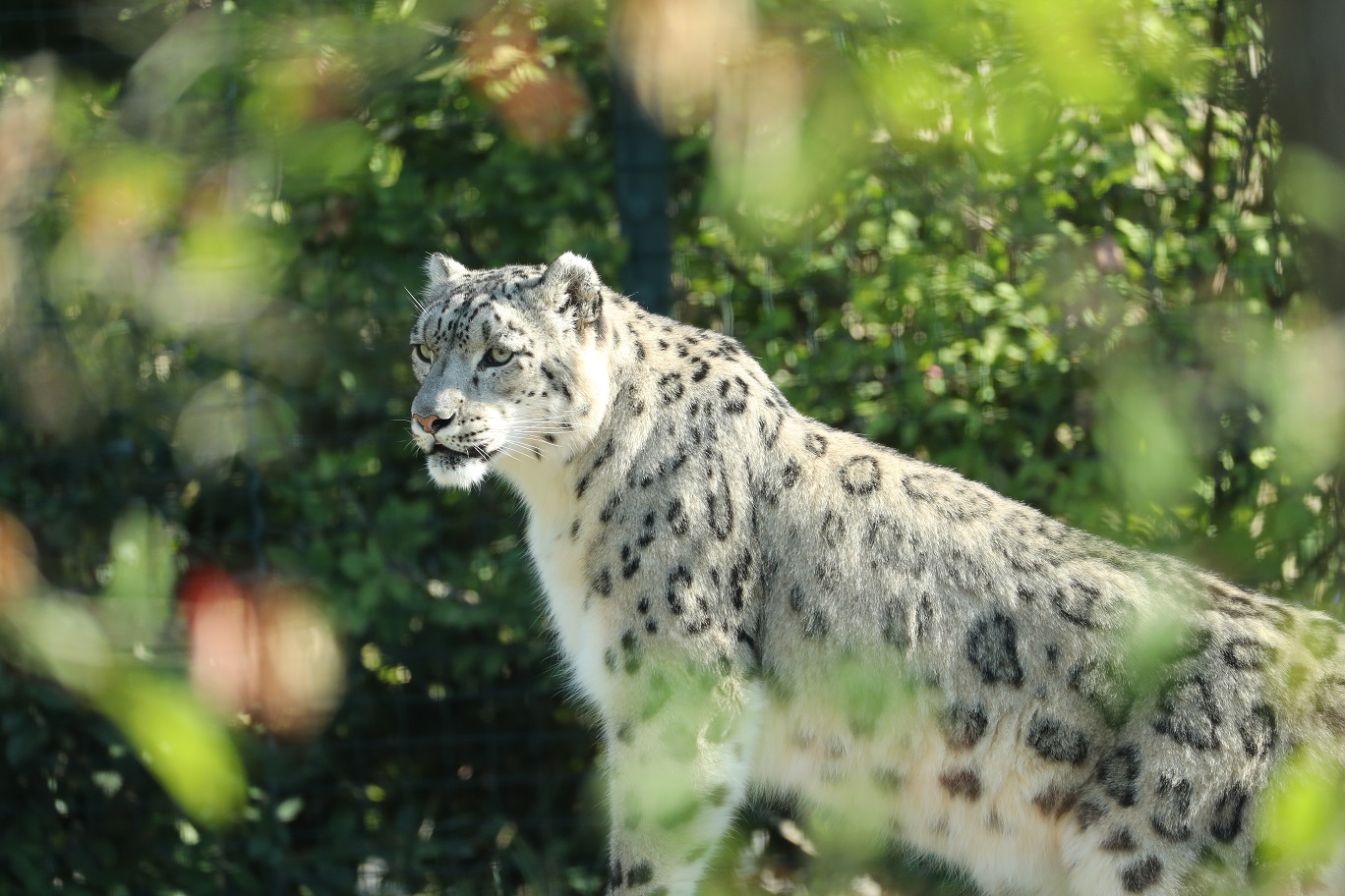 CE+ Services - E-Billet ZooParc de Beauval enfant 2 jours - validité ...